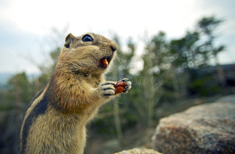 Little Chipmunk stock image. Image of horizontal, specie - 25961233