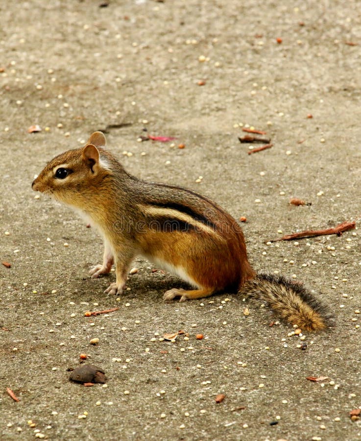 A little chipmunk stock image. Image of giving, nice - 60841751