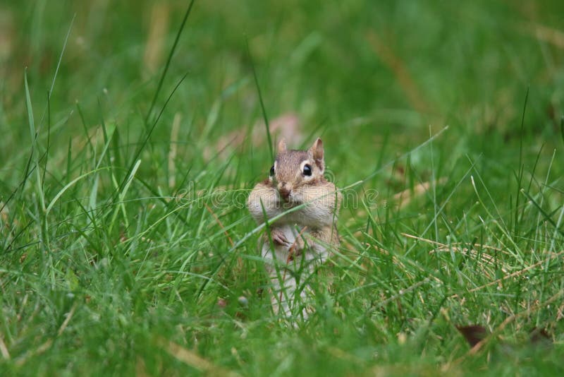 121 Eastern Chipmunk Full Cheeks Stock Photos - Free & Royalty-Free ...