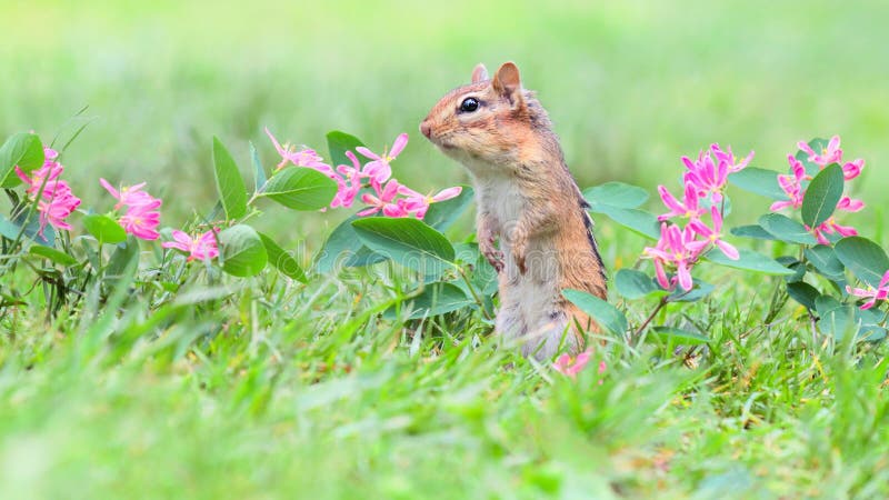 Little Chipmunk in Flowers on the Field Stock Photo - Image of squirrel ...