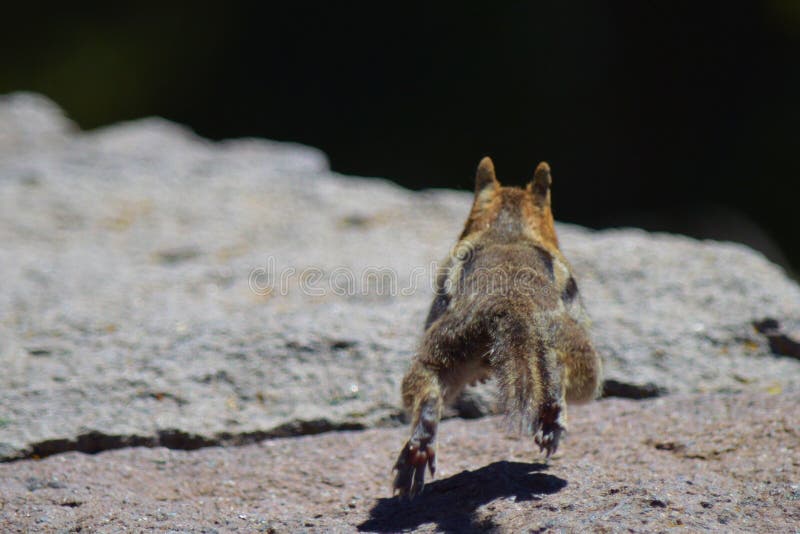 Chipmunk Running on Log stock image. Image of alert - 124704431
