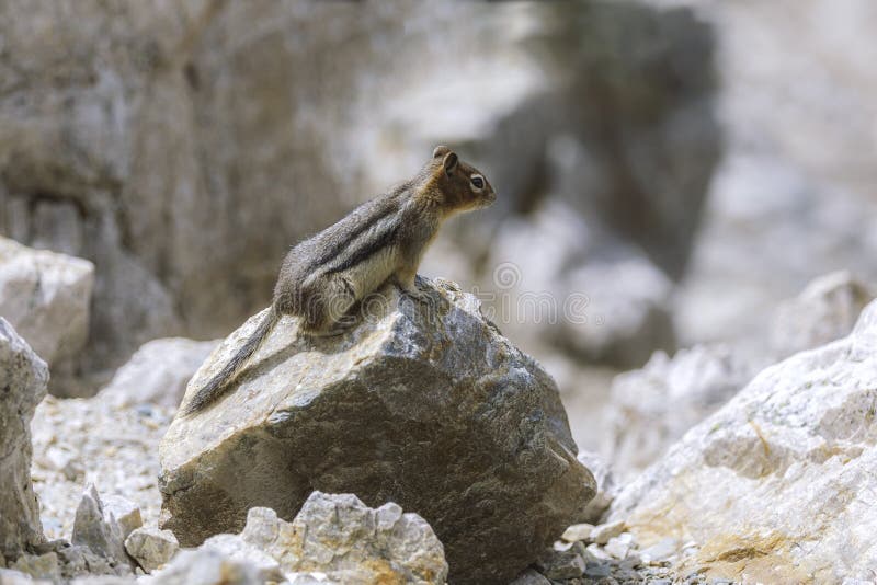 Little Chipmunk Profile stock image. Image of fauna - 166900827