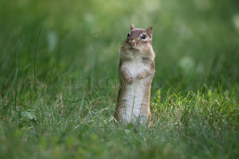Little Chipmunk Stands Up Tall in the Lawn Stock Photo - Image of ...