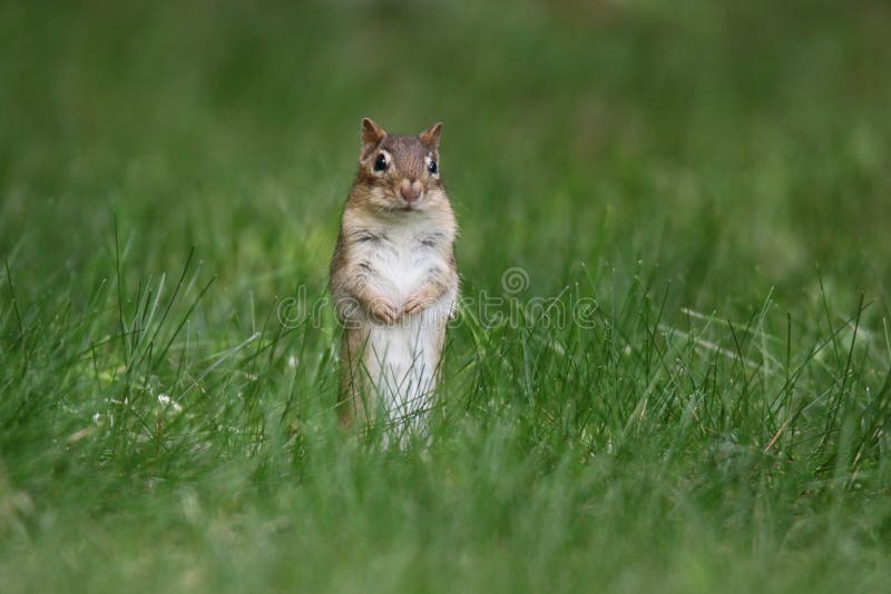 Little Chipmunk Stands Up Tall in the Lawn in Fall Stock Photo - Image ...