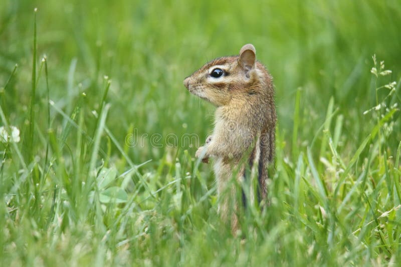 Little Chipmunk Stands Up Tall in the Lawn in Summer Stock Photo ...