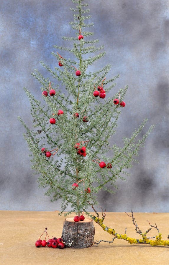 Little christmas tree stock photo. Image of season, little - 82609126