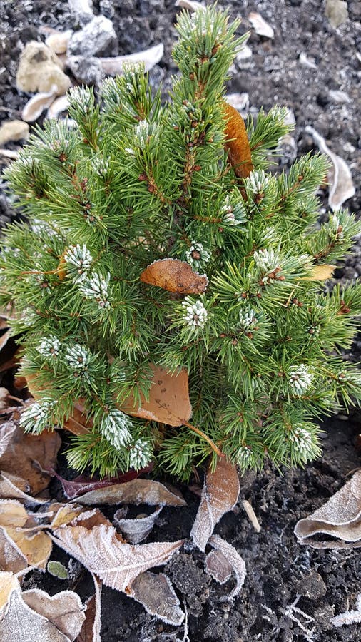 A Little Christmas Tree in the Cold Stock Image - Image of seasonal ...