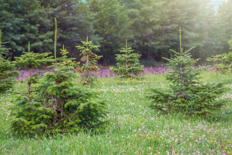 Little Christmas Trees Grow on the Edge of a Green Forest Stock Photo ...
