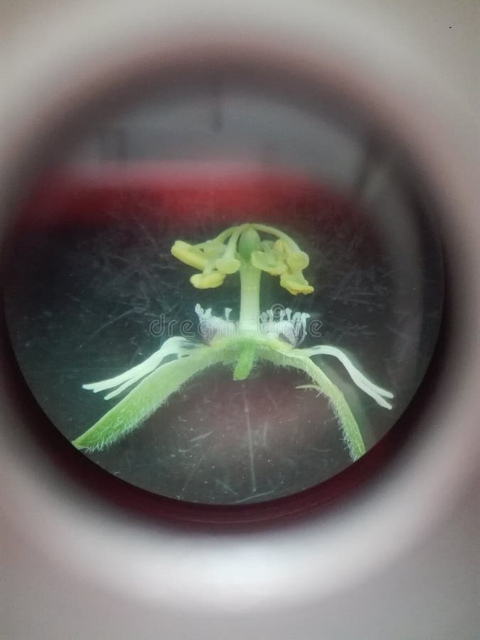 Showing Plants in Microscope in Laboratory of Botany Stock Image ...