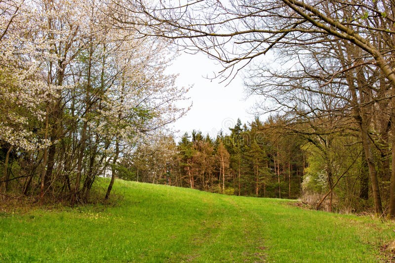 Little Clearing in the Woods Stock Photo - Image of picnic, early: 98681984