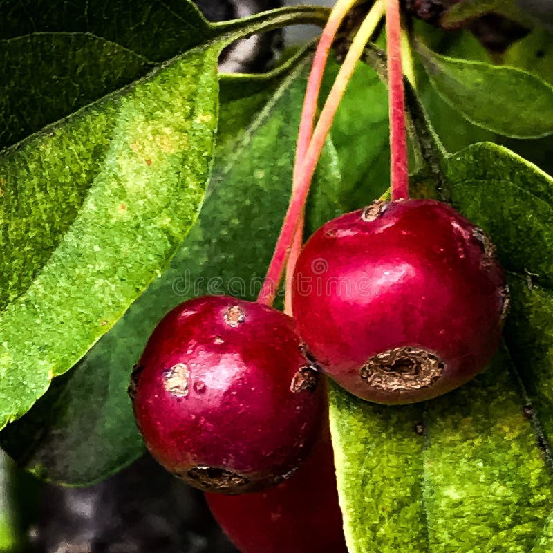 Little Cherrys stock image. Image of cherrys, tree, little - 99071435