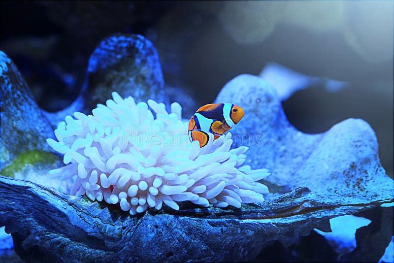 A little Clownfish stock image. Image of colorful, indian - 79775007