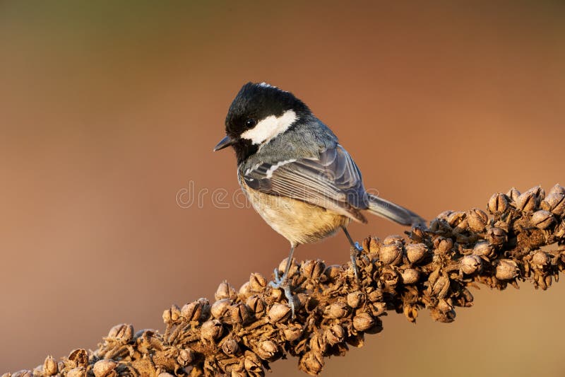Little coal tit on branch stock photo. Image of brown - 235714308