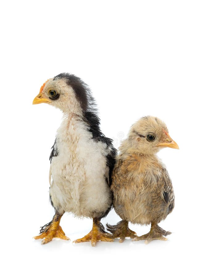 Little Cockerel and Chicken Isolated on a White Stock Photo - Image of ...