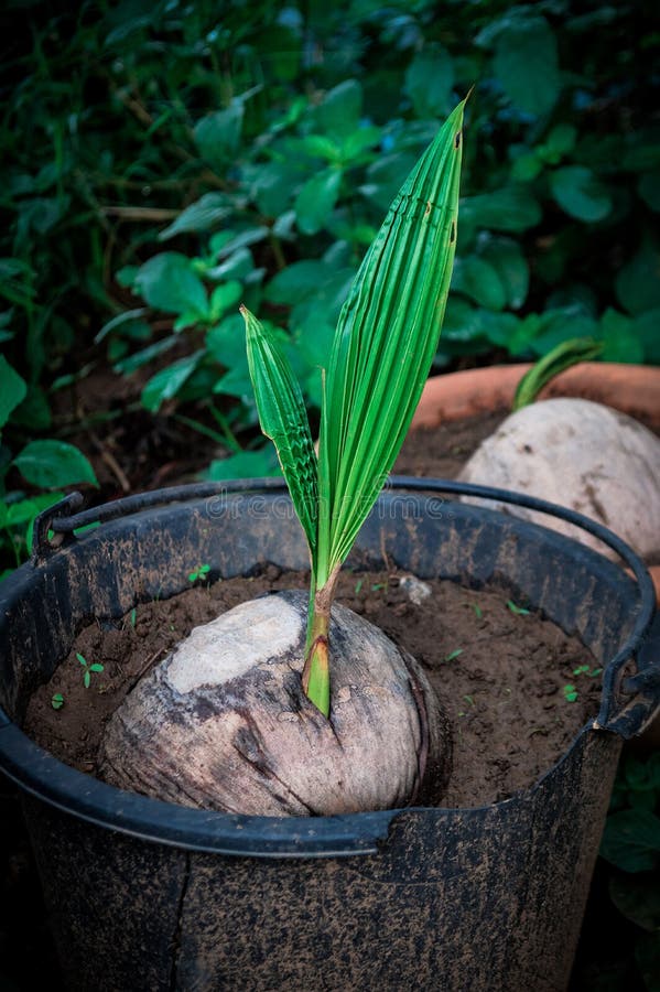 Little coconut tree stock image. Image of garden, isolated - 57289493