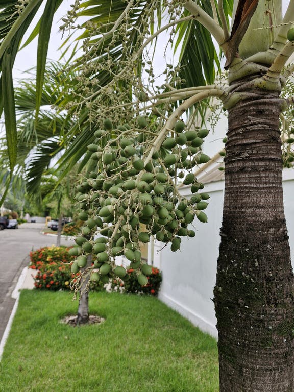 Little coconuts growing stock photo. Image of coconut - 356408864