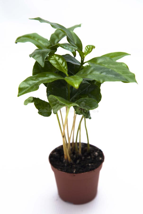 Coffee Mug with a Tree Growing Inside. Stock Illustration ...