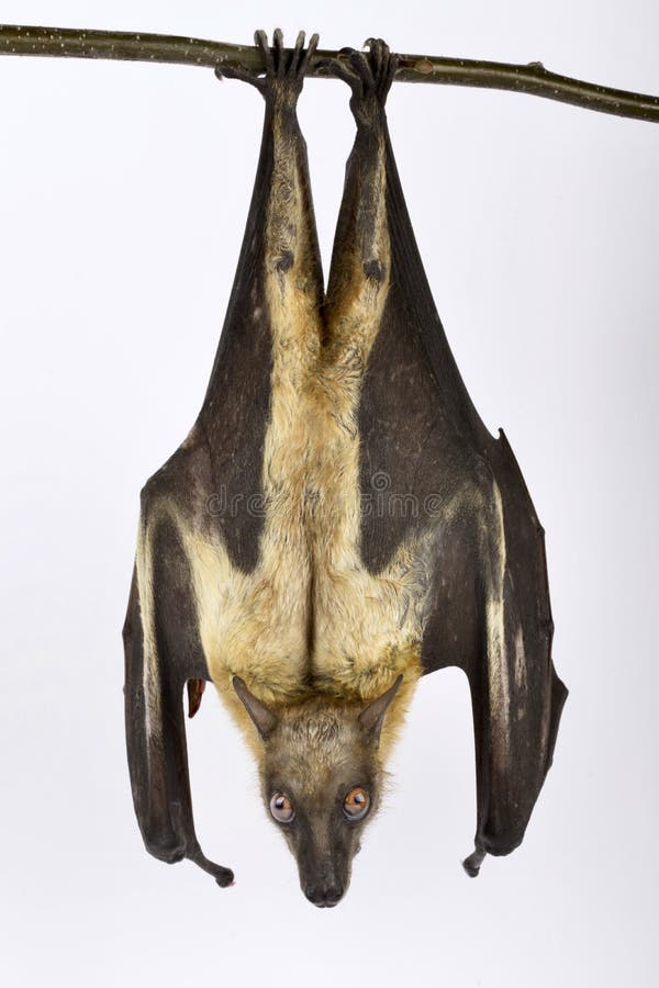 Little Collared Fruit Bat Myonycteris Torquata Stock Photo - Image of ...