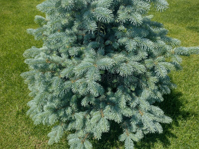 Little Colorado Blue Spruce. Picea Pungens Stock Photo - Image of ...
