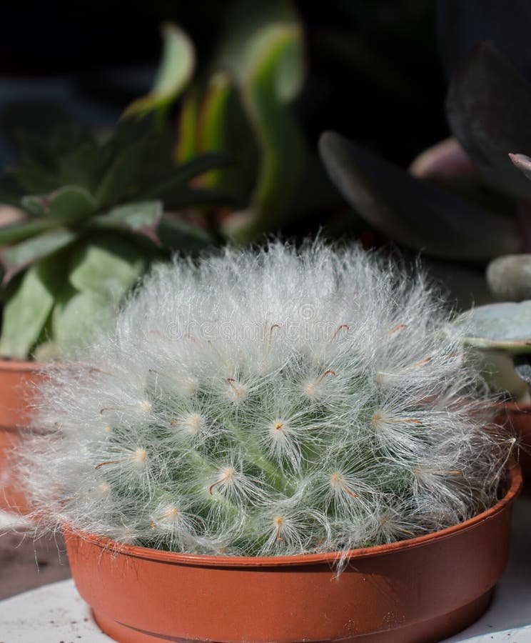 Little Colorful Cactus in the Small Pot Stock Photo - Image of leaf ...