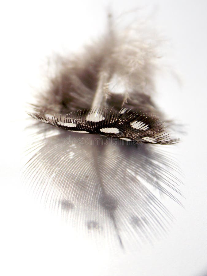 Little Colorful Feather and Its Shadow Stock Image - Image of white ...