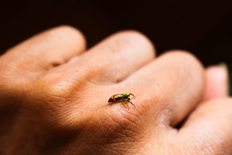 The Little Spider on Leaf Fibers Decayed Decomposed Stock Photo - Image ...