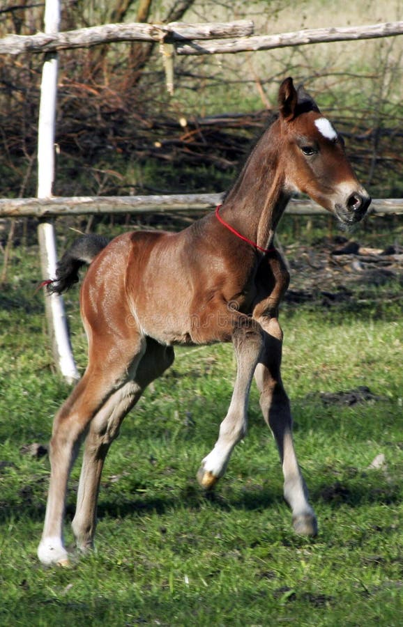 Little colt stock image. Image of horse, colt, beautiful - 11572879