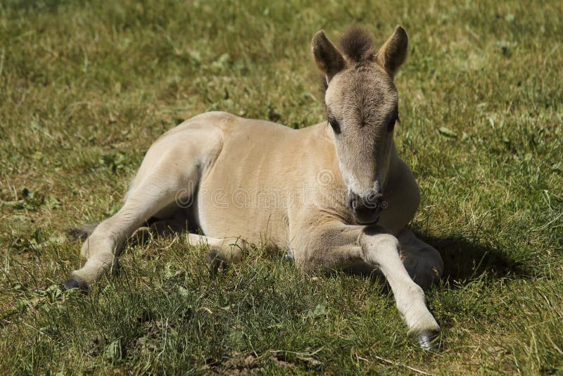 Little colt on grass stock image. Image of little, outdoors - 73142069