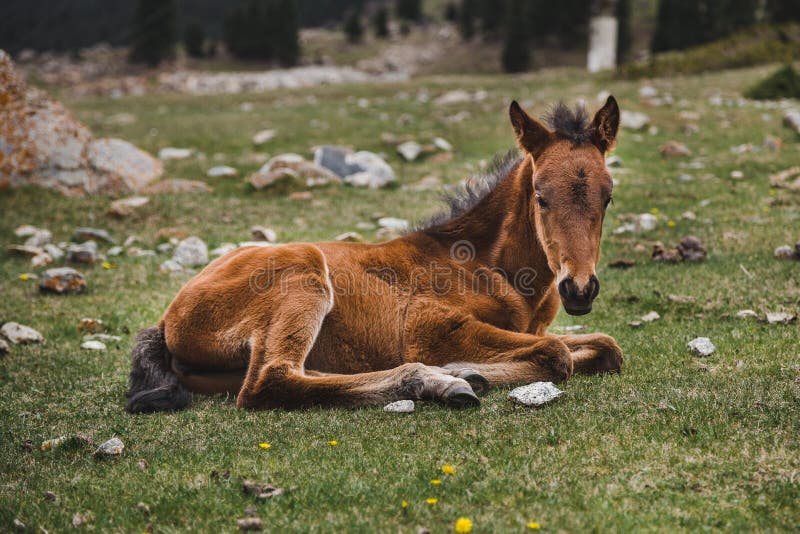 The Little Colt is Lying Alone on the Grass Stock Photo - Image of ...