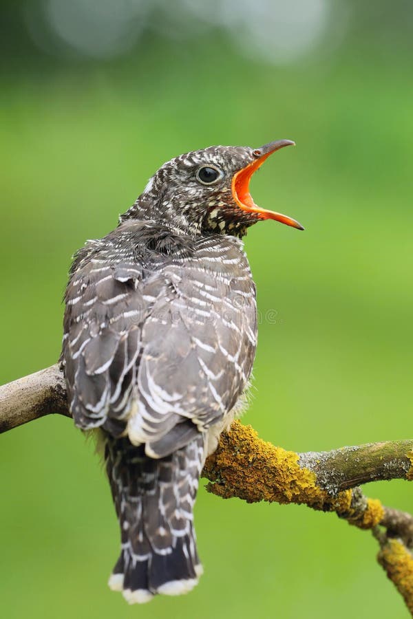 Little Common Cuckoo Cuculus Canorus on Branch Stock Image - Image of ...