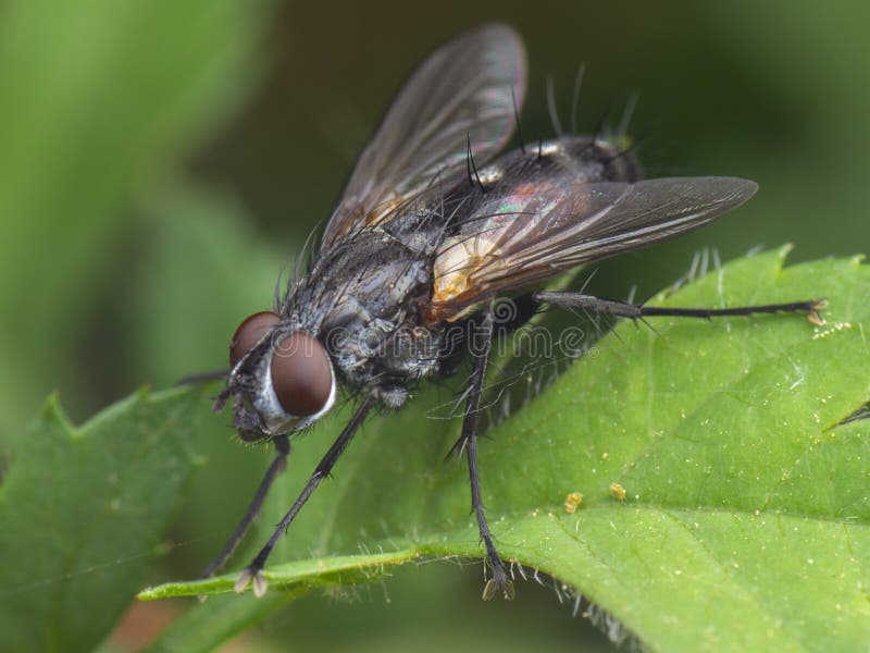 Little Common Fly Resting at Green Leaf Stock Image - Image of isolated ...