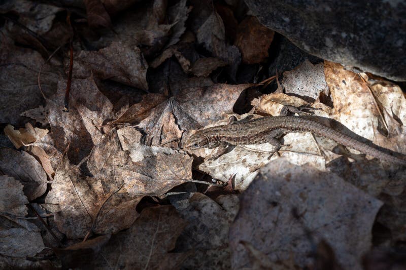 A Little Common Lizard Sunbathing Early Spring in Kumla Sweden Stock ...