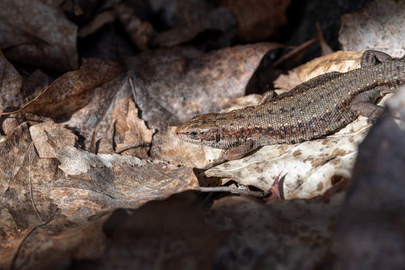 A Little Common Lizard Sunbathing Early Spring in Kumla Sweden Stock ...