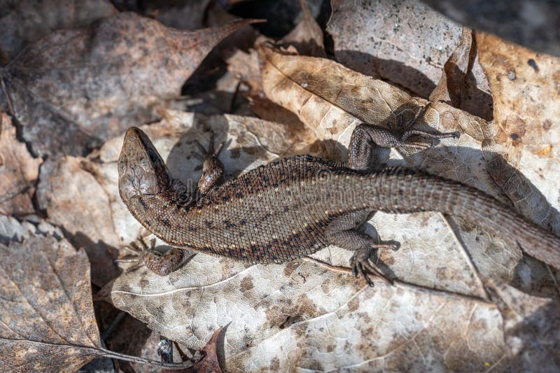 A Little Common Lizard Sunbathing Early Spring in Kumla Sweden Stock ...