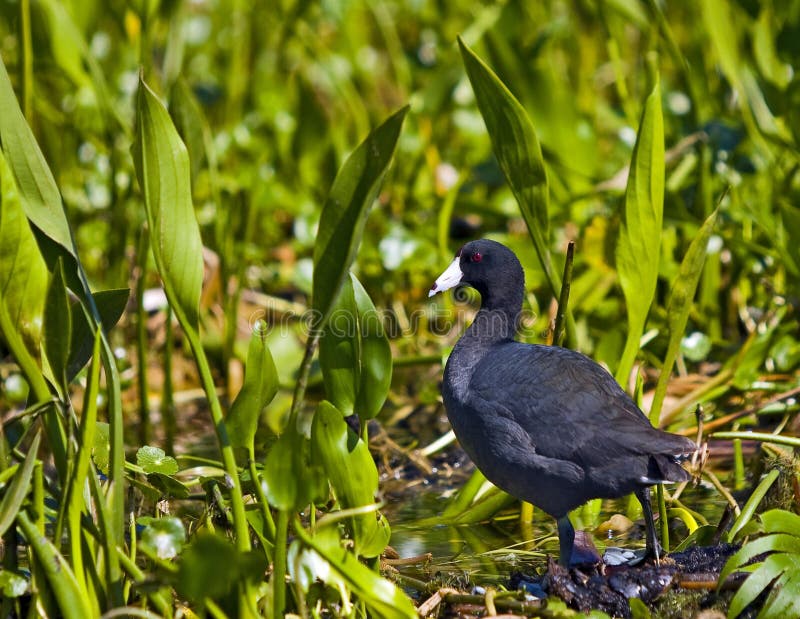 Coot Bird Swimming on Water Stock Photo - Image of black, rspb: 53801104