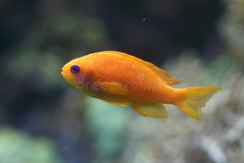 Little coral fish stock photo. Image of color, river, orange - 3022980