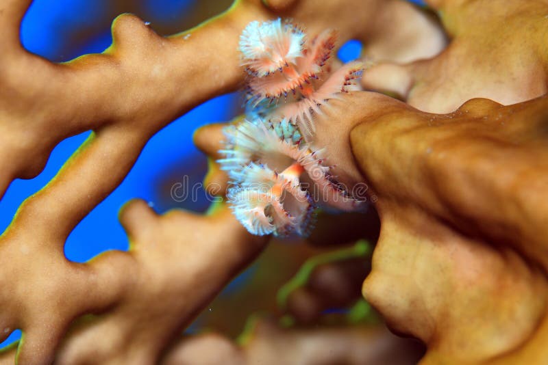 Little coral in the reef stock image. Image of coral - 28164153
