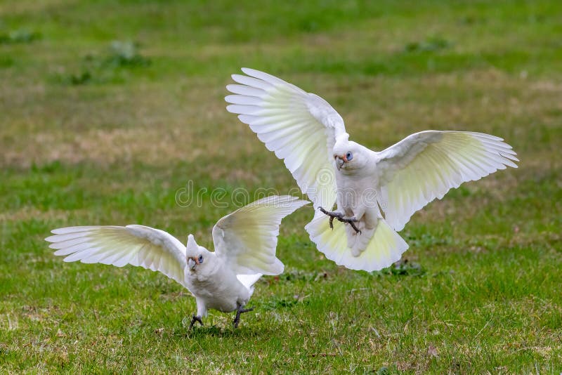 Little Corella stock image. Image of flying, nature - 239593493