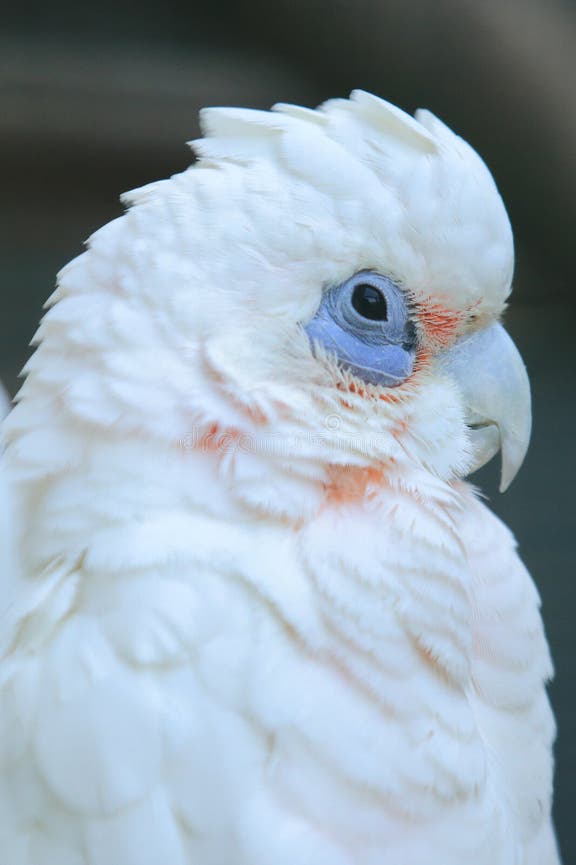 Little corella stock photo. Image of bird, little, head - 96144850