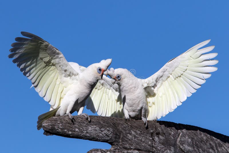 Little Corella stock image. Image of open, bird, pair - 191735137