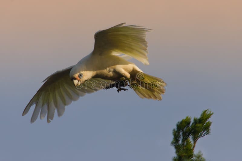 Little Corella parrots stock image. Image of australian - 12864195