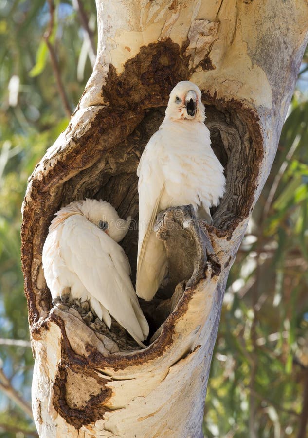 Little corellas stock image. Image of cooper, nest, south - 31421121