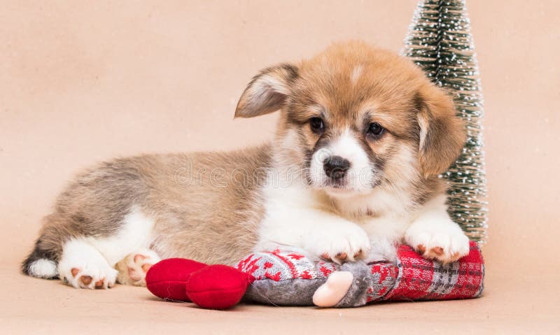 Little corgi puppy stock image. Image of animal, adorable - 238513877