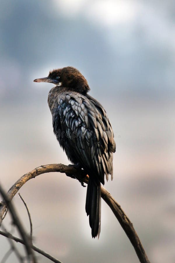 Cormorant bird on grass stock photo. Image of back, portion - 129257040