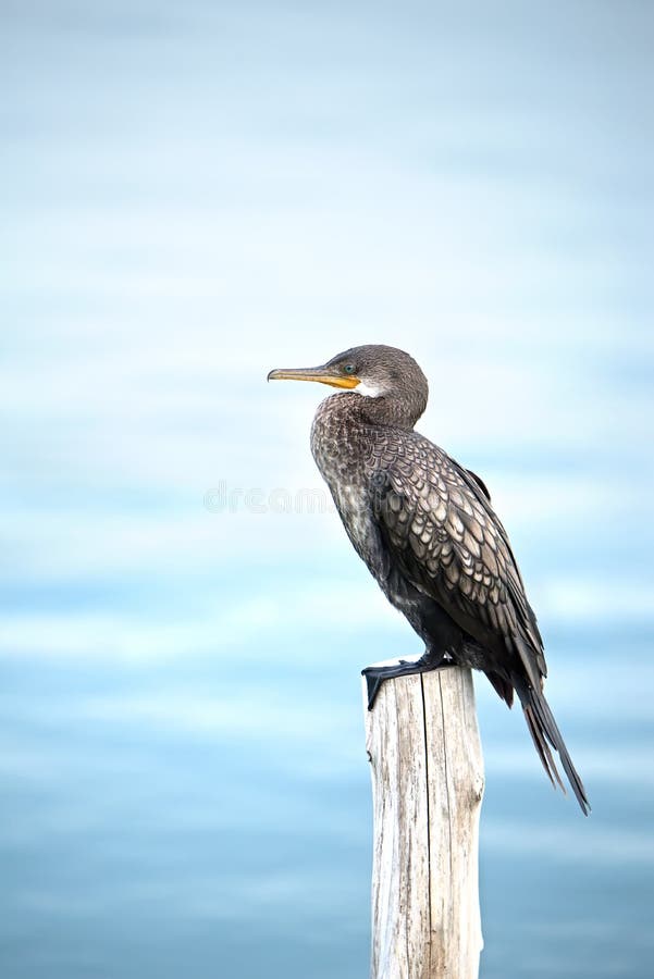 Little Cormorant Dry Feather in Nature Stock Photo - Image of cormorant ...