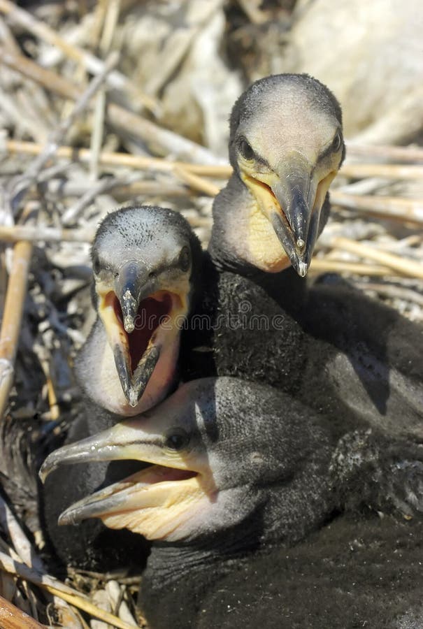 390 Baby Cormorant Photos - Free & Royalty-Free Stock Photos from ...