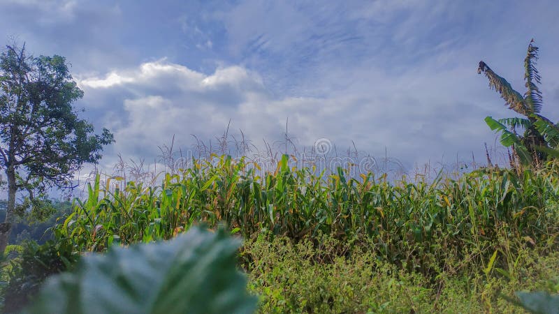 Little Corn Farm Shot from Low Angle Stock Image - Image of pertanian ...