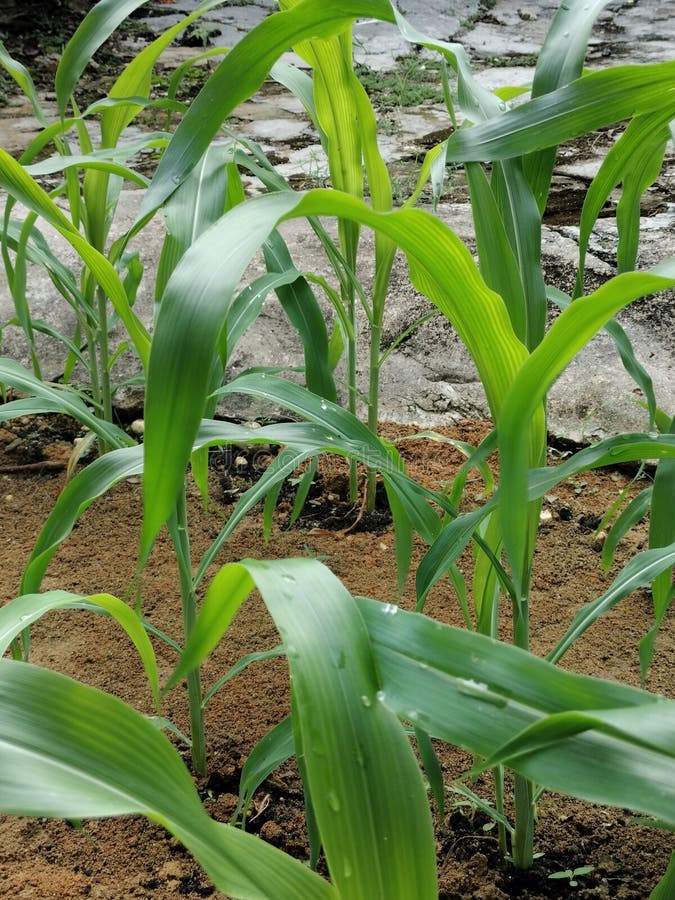 Little corn tree stock photo. Image of tropics, field - 283687814