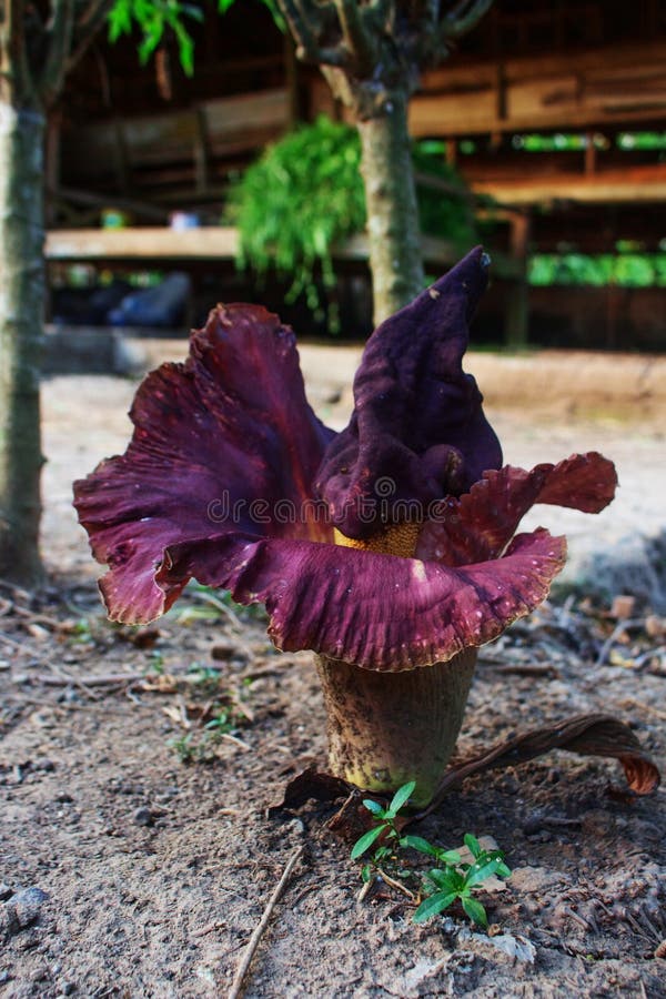 Little corpse flower stock image. Image of beauty, autumn - 155740301