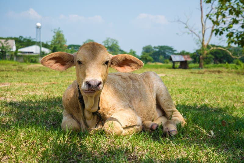 Little cow stock image. Image of argiculture, grass, plant - 53988881